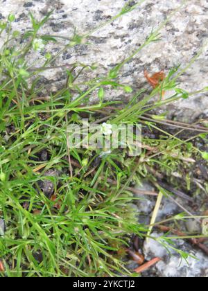 Alpine Pearlwort (Sagina saginoides Stock Photo - Alamy