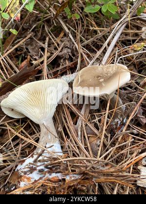 Club Foot (Ampulloclitocybe clavipes Stock Photo - Alamy