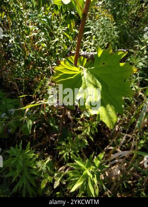 pale Indian plantain (Arnoglossum atriplicifolium Stock Photo - Alamy