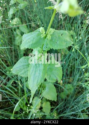 Sharp-leaved Monkey-flower (Erythranthe decora Stock Photo - Alamy