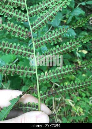 silvery glade fern (Deparia acrostichoides Stock Photo - Alamy