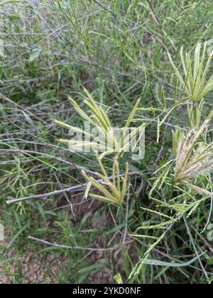 feather finger grass (Chloris virgata Stock Photo - Alamy