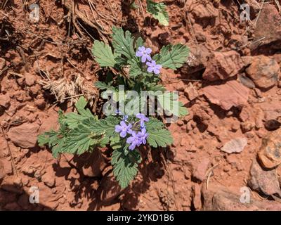 southwestern mock vervain (Glandularia gooddingii Stock Photo - Alamy