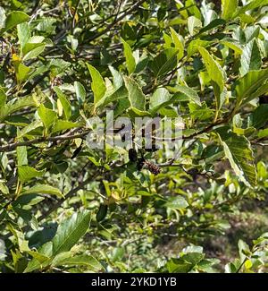 Arizona alder (Alnus oblongifolia Stock Photo - Alamy