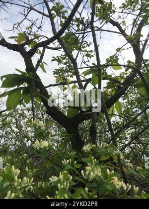 rock elm (Ulmus thomasii Stock Photo - Alamy