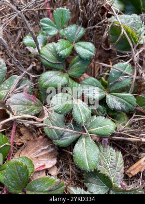 beach strawberry (Fragaria chiloensis Stock Photo - Alamy