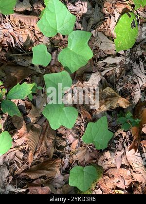 moonseed (Menispermum canadense Stock Photo - Alamy