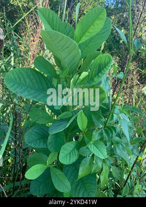 Showy Rattlebox (Crotalaria spectabilis Stock Photo - Alamy