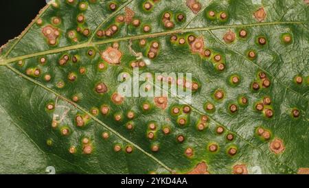 Jumping Gall Wasp (Neuroterus saltarius Stock Photo - Alamy