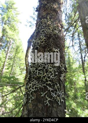 Tree Flute Lichen (Menegazzia subsimilis Stock Photo - Alamy