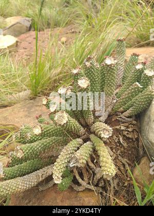 Medusa's-head (Euphorbia caput-medusae Stock Photo - Alamy