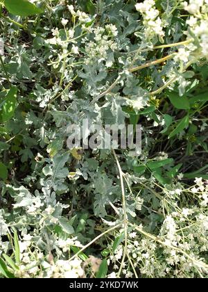 mariola (Parthenium incanum Stock Photo - Alamy
