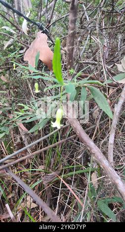 Common Apple-berry (Billardiera mutabilis Stock Photo - Alamy