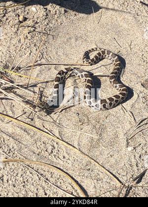 Eastern Foxsnake (Pantherophis vulpinus Stock Photo - Alamy