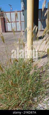feather finger grass (Chloris virgata Stock Photo - Alamy
