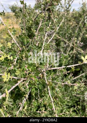 little leaf sumac (Rhus microphylla Stock Photo - Alamy
