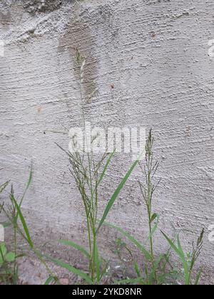european alkali grass (Puccinellia distans Stock Photo - Alamy