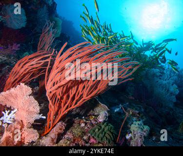 fish coral outcrop raja ampat Stock Photo - Alamy