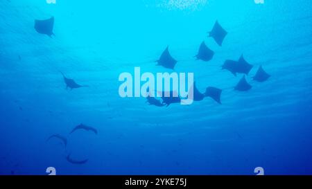 shortfin devil ray raja ampat Stock Photo - Alamy