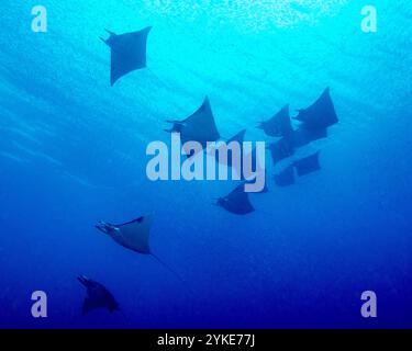shortfin devil ray raja ampat Stock Photo - Alamy