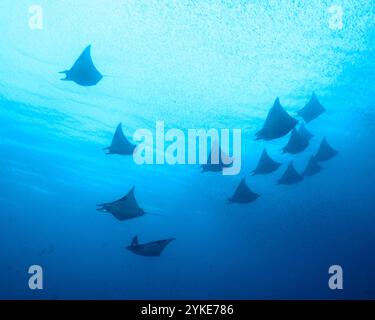 shortfin devil ray raja ampat Stock Photo - Alamy