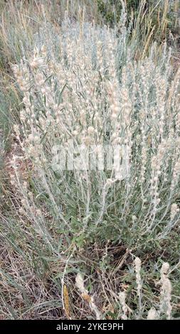 Winterfat (Krascheninnikovia lanata Stock Photo - Alamy