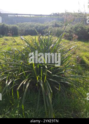 Fig Sedge (Cyperus dives Stock Photo - Alamy