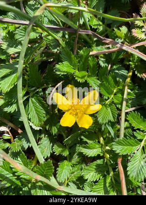 Pacific silverweed (Argentina pacifica Stock Photo - Alamy