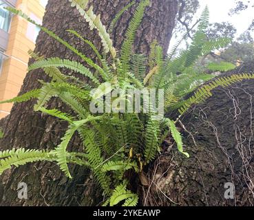 Fishbone Fern (Nephrolepis cordifolia Stock Photo - Alamy