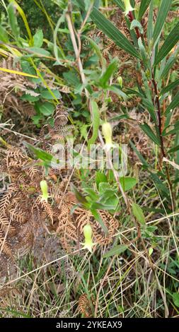 Common Apple-berry (Billardiera mutabilis) Plantae Stock Photo - Alamy
