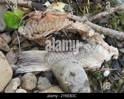 Common Suckers (Catostomus Stock Photo - Alamy