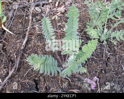 Nodding Locoweed (Oxytropis deflexa Stock Photo - Alamy