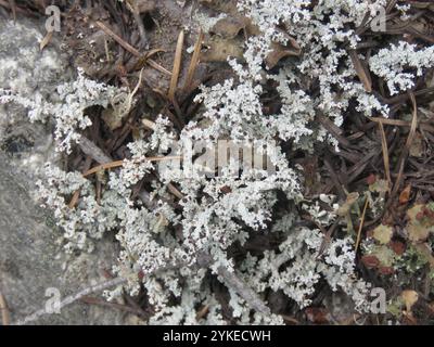 Foam Lichens (Stereocaulon Stock Photo - Alamy