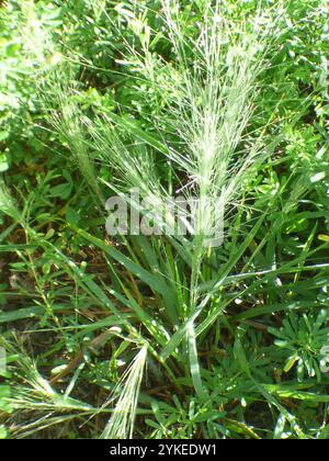 Smooth Witchgrass (Panicum dichotomiflorum Stock Photo - Alamy