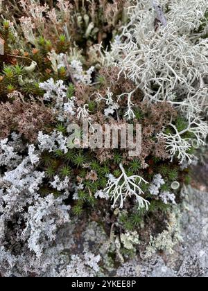 Ladder Lichen (Cladonia verticillata Stock Photo - Alamy