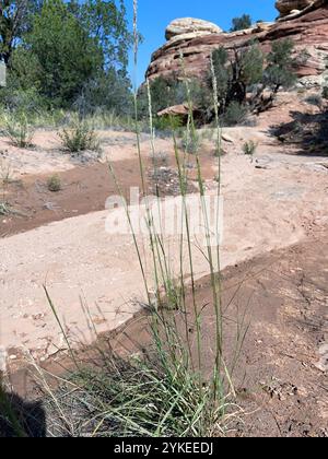 Sand Dropseed (Sporobolus cryptandrus Stock Photo - Alamy