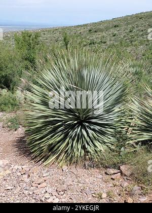 Wheeler sotol (Dasylirion wheeleri Stock Photo - Alamy