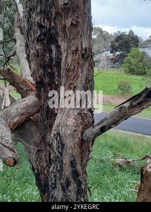 Long-leaved Box (Eucalyptus goniocalyx Stock Photo - Alamy