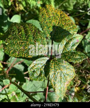pale bramble rust (Kuehneola uredinis Stock Photo - Alamy