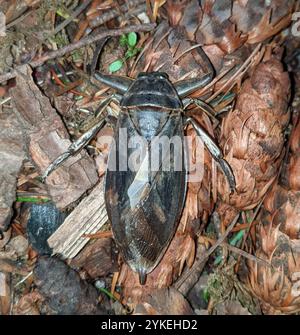 American Giant Water Bug (Lethocerus americanus Stock Photo - Alamy