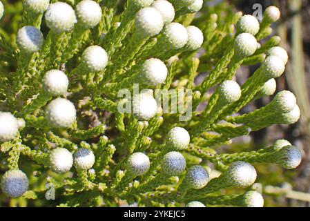 Cone Stompie (Brunia noduliflora Stock Photo - Alamy