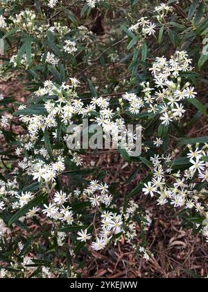 snowy daisy-bush (Olearia lirata Stock Photo - Alamy