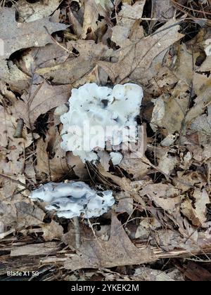 Black Tooth (Phellodon niger Stock Photo - Alamy