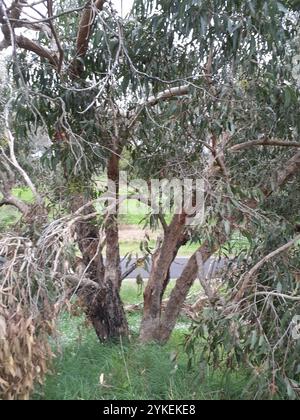 Long-leaved Box (Eucalyptus goniocalyx Stock Photo - Alamy