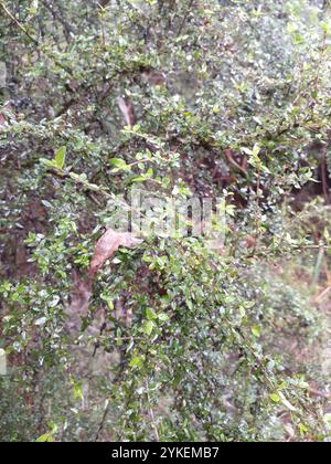 Prickly Currant-Bush (Coprosma quadrifida), Plantae, Wilsons Promontory ...