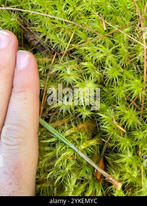 Waxyleaf Moss (Dicranum polysetum Stock Photo - Alamy