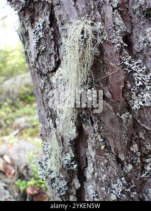 Fishbone Beard Lichen (Usnea dasopoga) Fungi Stock Photo - Alamy