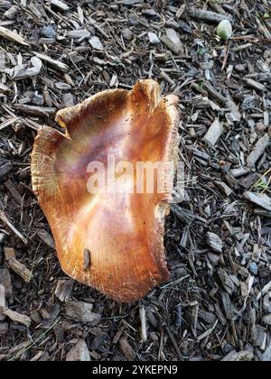 Orange Bile Mushroom (Russula mutabilis Stock Photo - Alamy