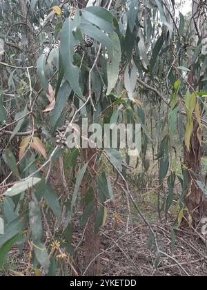 narrow-leaf peppermint gum (Eucalyptus radiata Stock Photo - Alamy