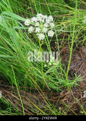 water parsnip (Sium suave Stock Photo - Alamy
